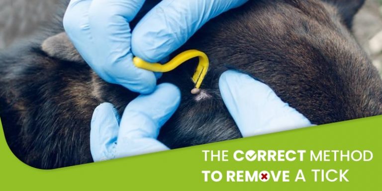 The Correct Method To Remove A Tick - CanadaVetCare Blog