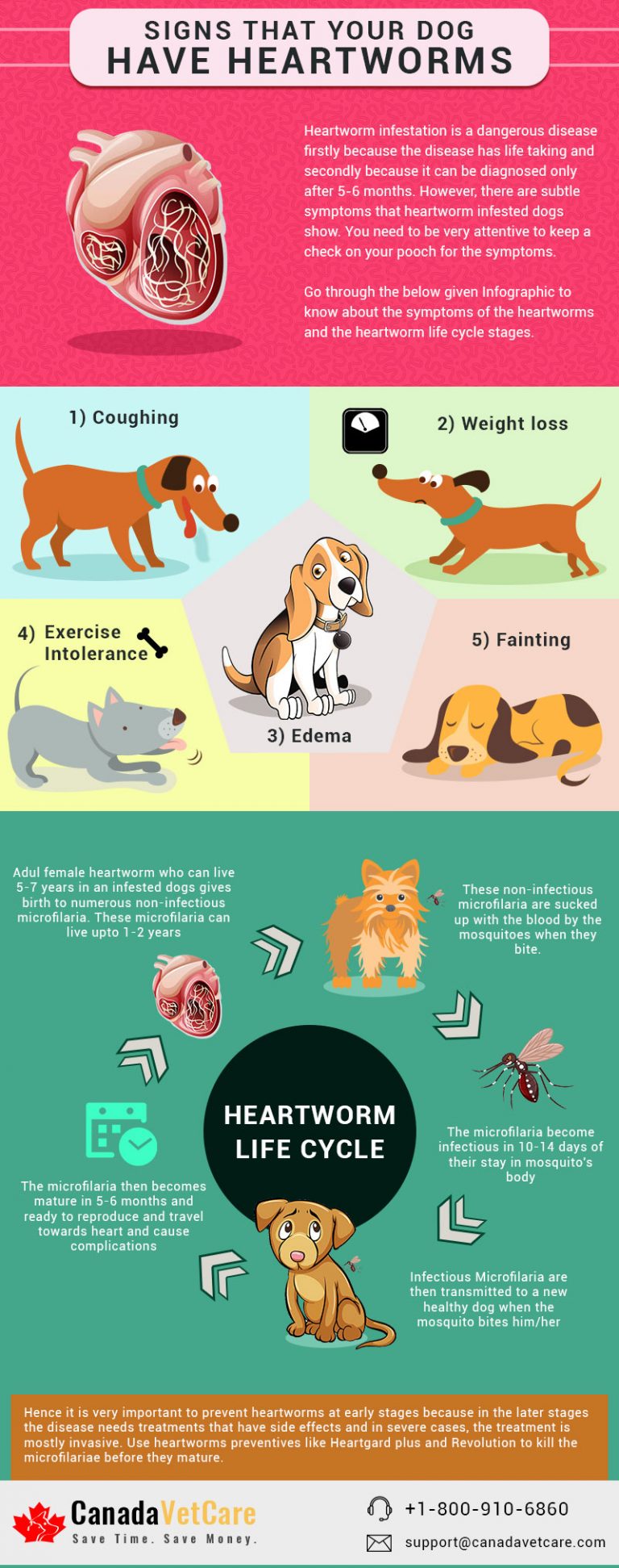 What are the first signs of heartworms in dogs? | Canadavetcare