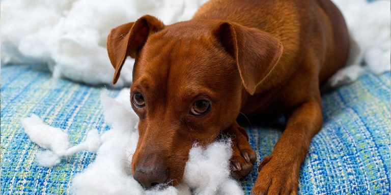 6 signs of stress in dogs and relief ideas - CanadaVetCare Blog