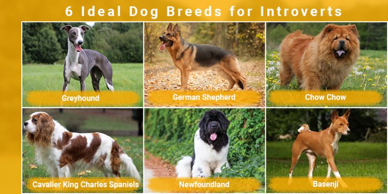 6 Ideal Dog Breeds for Introverts - CanadaVetCare Blog