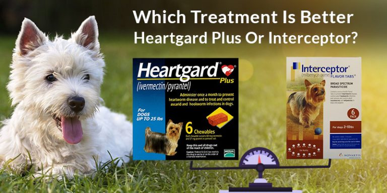 Which Treatment Is Better – Heartgard Plus Or Interceptor?