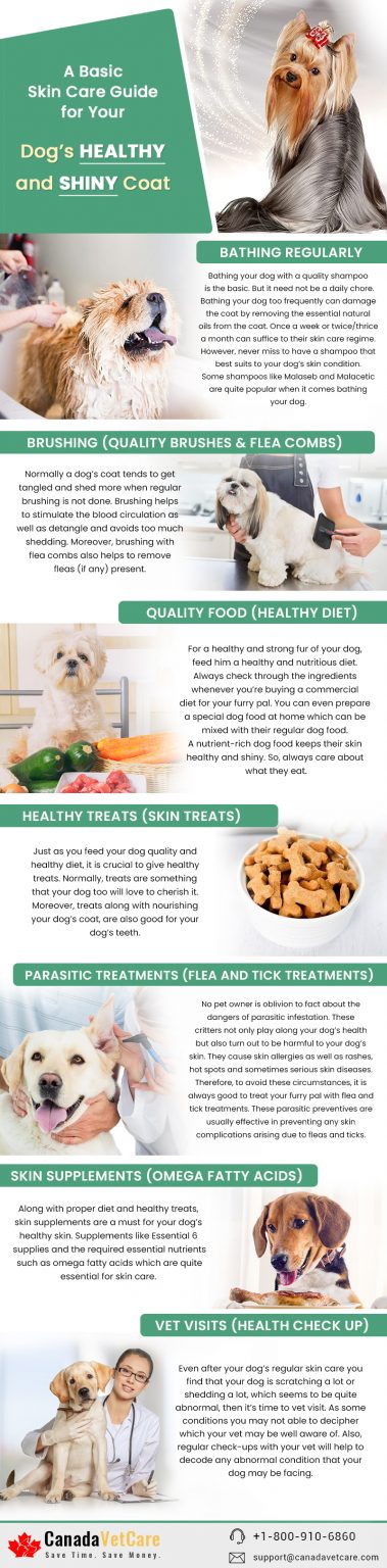 Guide to Make Your Dog's Coat Shiny & Healthy [Infographic]