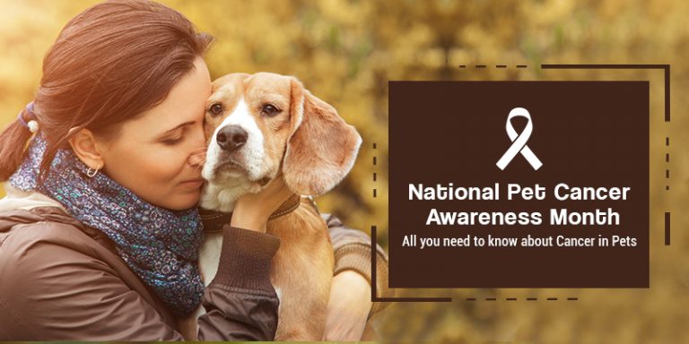 National Pet Cancer Awareness Month: All you need to know about Cancer ...
