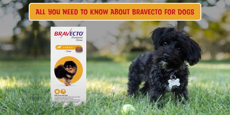 All You Need To Know About Bravecto For Dogs - CanadaVetCare