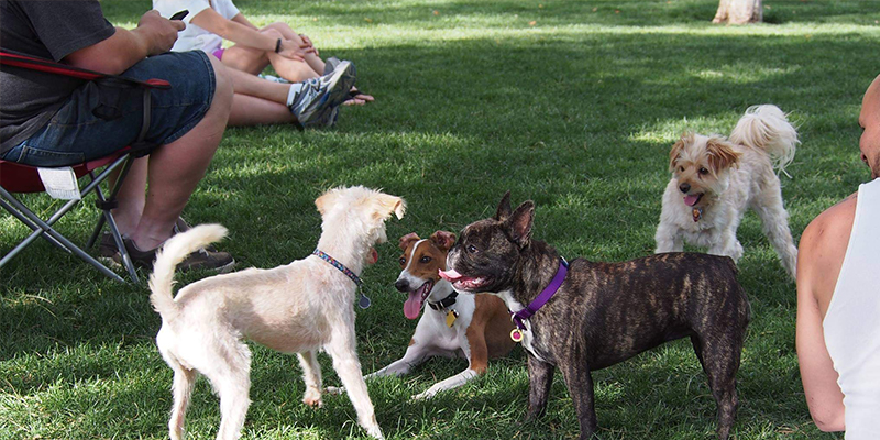 Training Tips for New Dog Parents - CanadaVetCare Blog