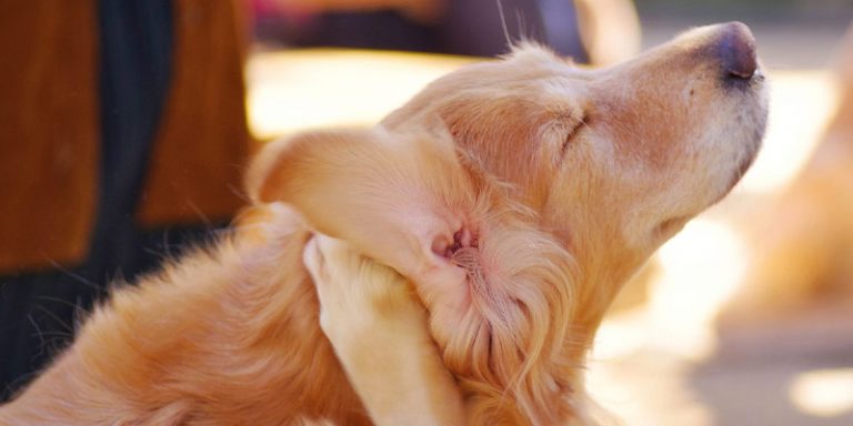 How to Deal with Ear Infections in Dogs: The Ultimate Guide ...