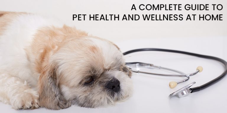 A Complete Guide to Pet Health and Wellness at Home - CanadaVetCare Blog