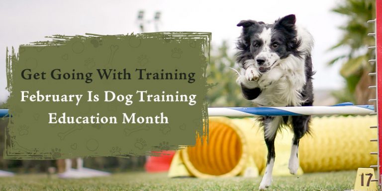 Get Going With Training: February Is Dog Training Education Month ...