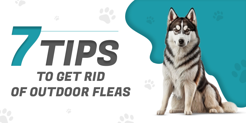 7 Effective Outdoor Flea Prevention Tips | CanadaVetcare Blog