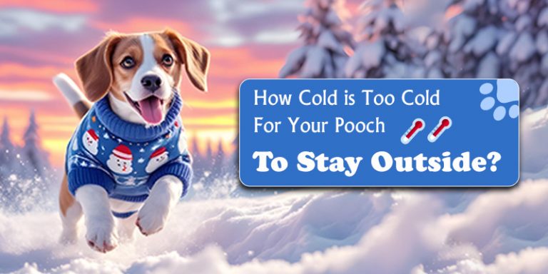 How Cold is Too Cold For Your Pooch to Stay Outside? - CanadaVetCare Blog
